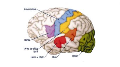 SNC-Área Motora Primaria | Museo Anatómico Ara